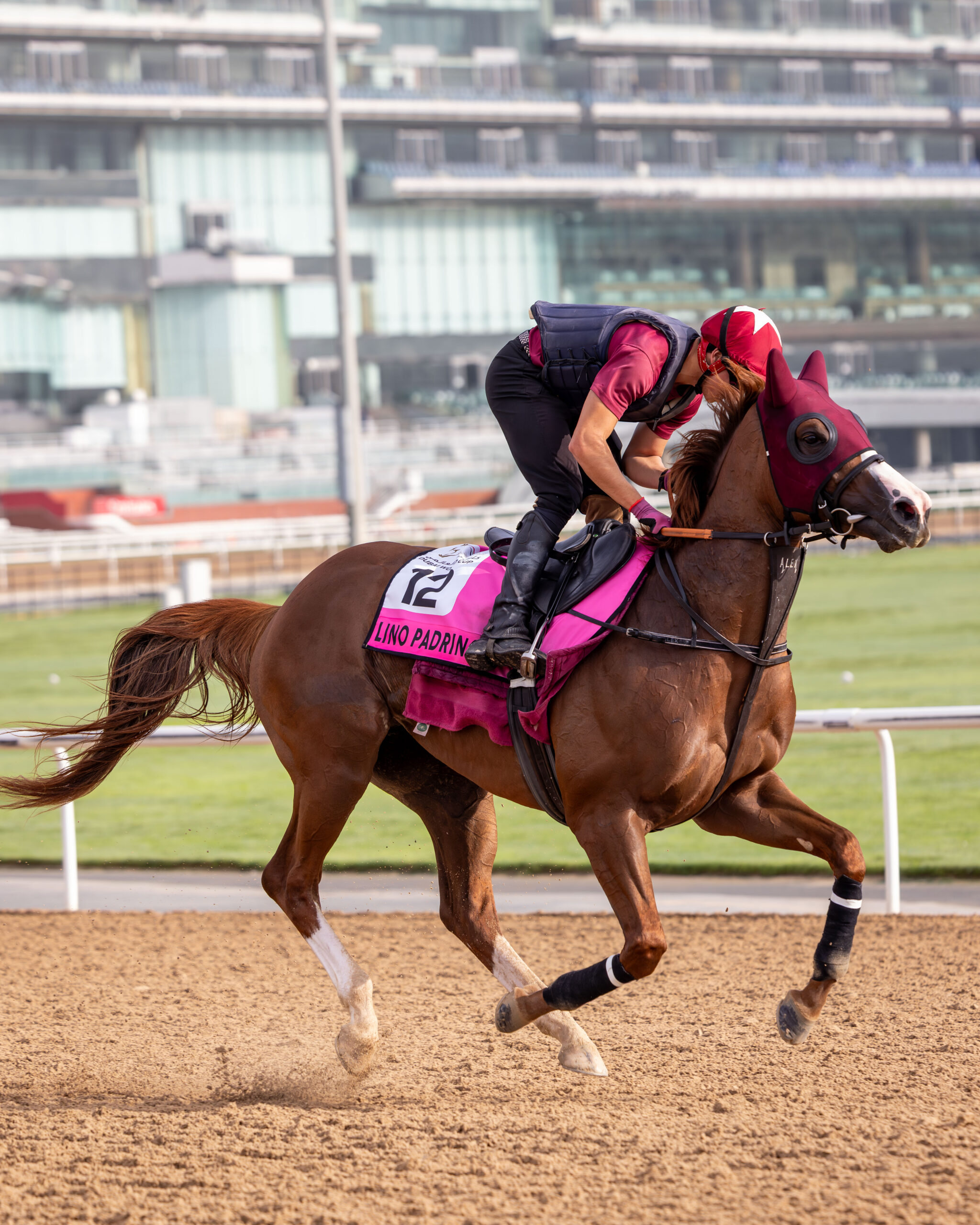 Dubai World Cup 2026 Track Work Images , March 25, 2026